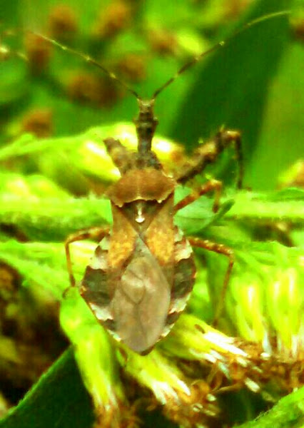 Assassin Bug | Project Noah