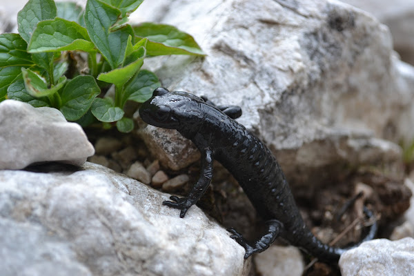 Alpine salamander | Project Noah