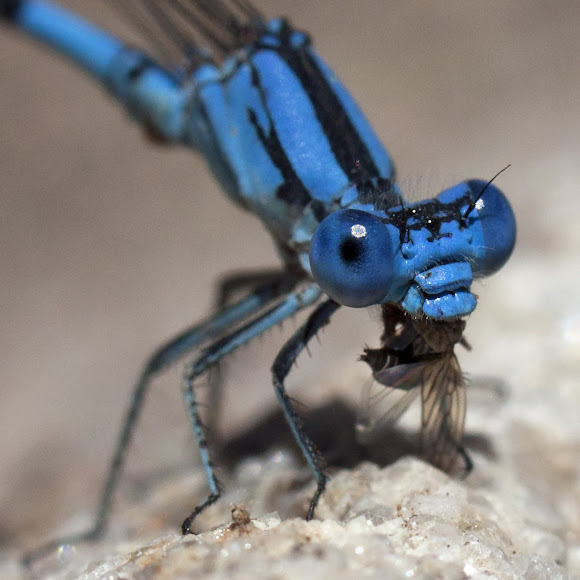 Vivid dancer damselfly | Project Noah