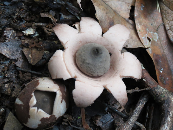 Rounded earthstar | Project Noah