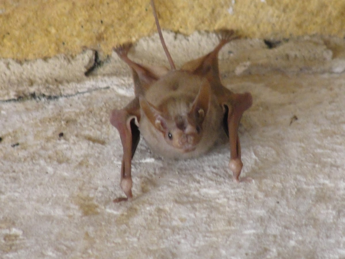 Greater Mouse-tailed Bat | Project Noah