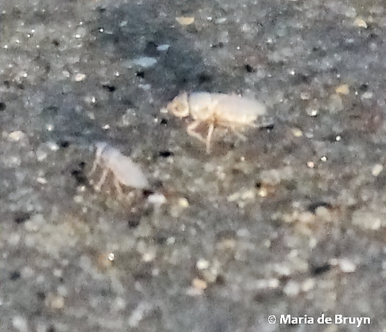 Sand fly | Project Noah