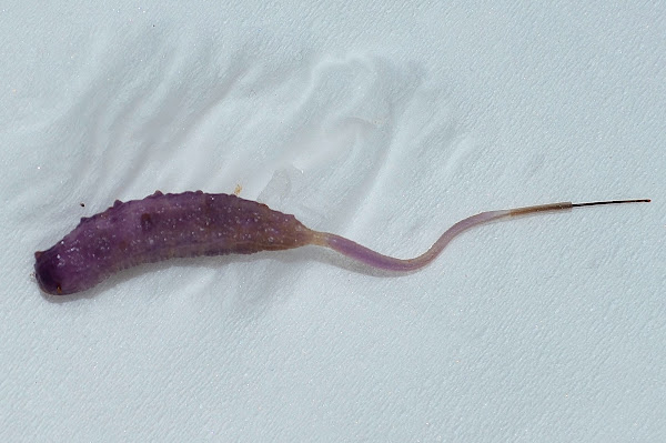 Rat-tailed maggot | Project Noah