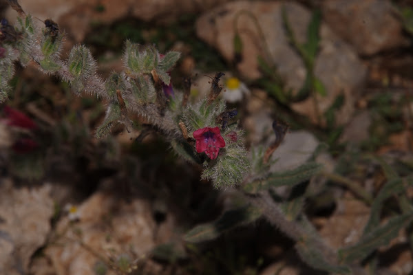 Red bugloss | Project Noah