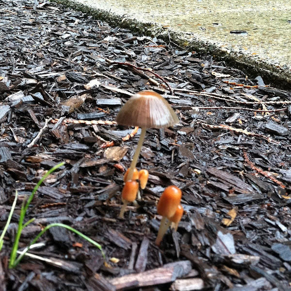 Inky Cap Mushrooms | Project Noah