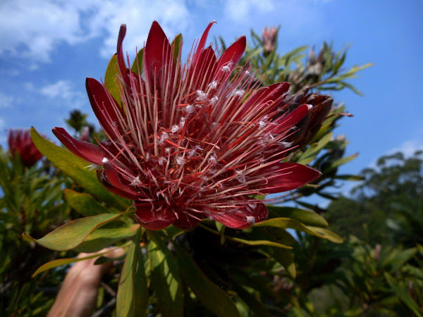Protea | Project Noah