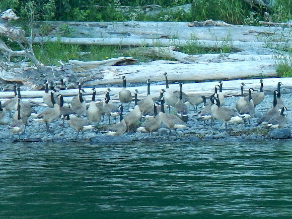 Canada Goose | Project Noah