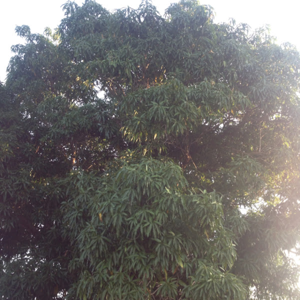 Mango tree | Project Noah