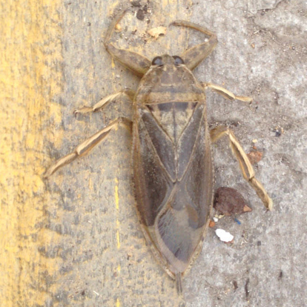 Eastern Toe-Biter | Project Noah