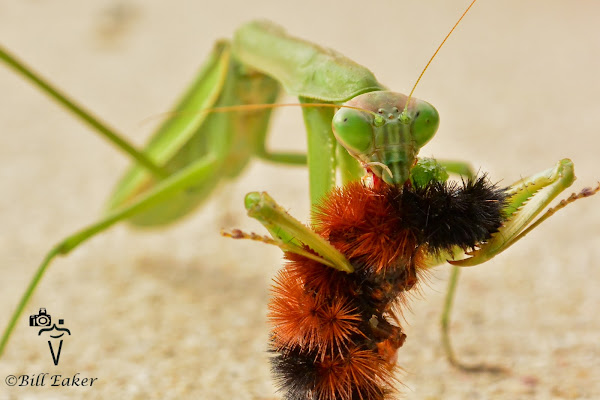 Chinese Mantis with Prey | Project Noah