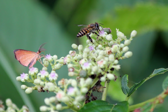 Honey bee and Moth | Project Noah