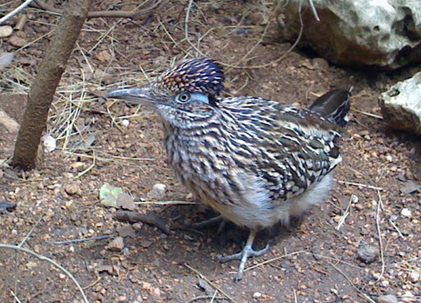 Road Runner | Project Noah