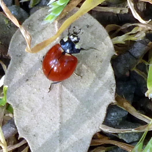 California Ladybug | Project Noah
