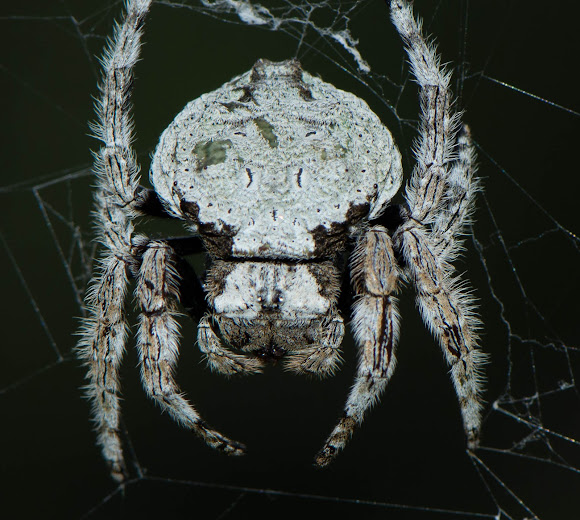 Bark spider | Project Noah