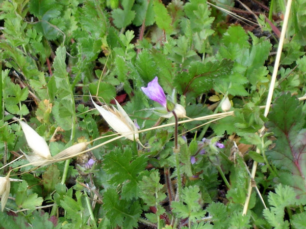 Broad Leaf Fillaree | Project Noah