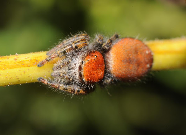 Cardinal jumping spider (female) | Project Noah