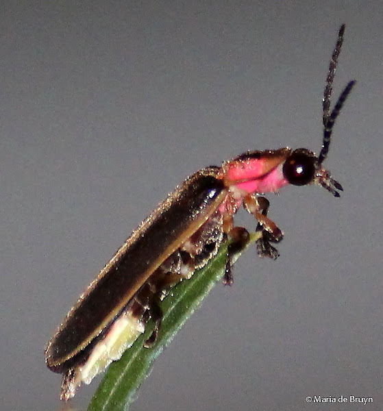 Lightning bug, also known as firefly | Project Noah