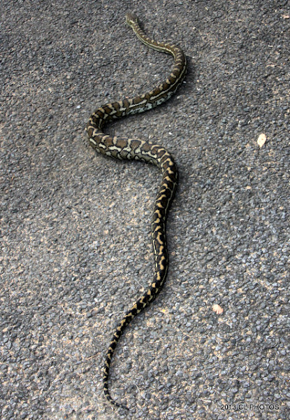 Carpet Snake | Project Noah