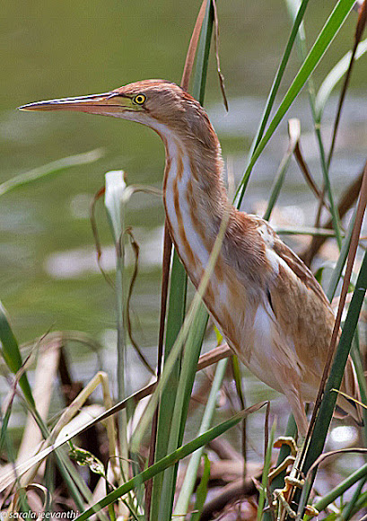 Cinnamon Bittern | Project Noah
