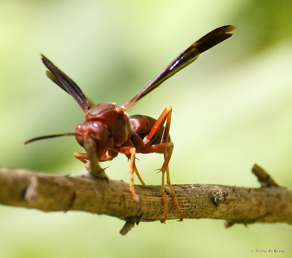 Paper wasp | Project Noah