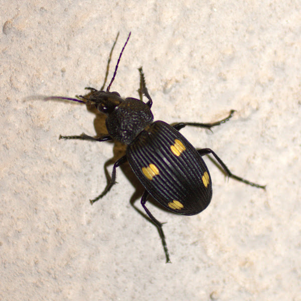 Yellow-spotted Ground Beetle | Project Noah