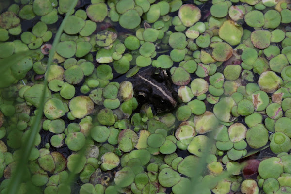 Indian Rice Frog | Project Noah