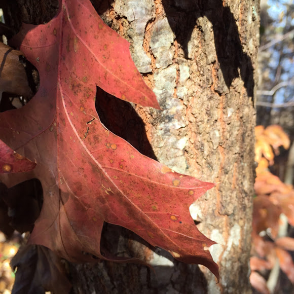 Southern Red Oak Tree | Project Noah