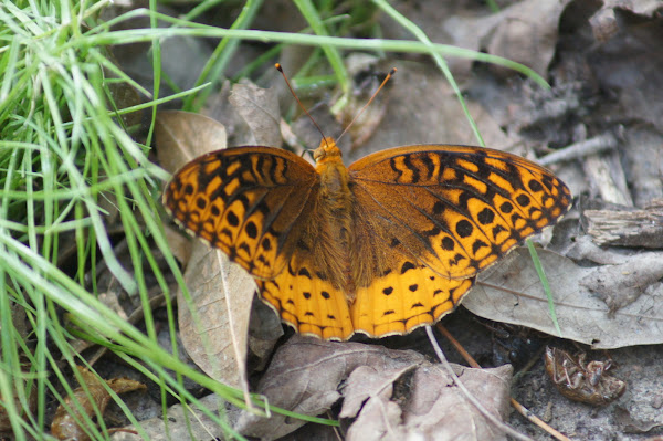 Great Spangled Fritillary | Project Noah