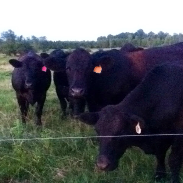 Cattle | Project Noah