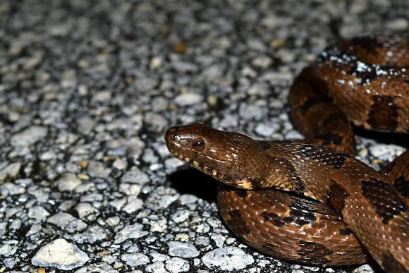 Brown Water Snake | Project Noah