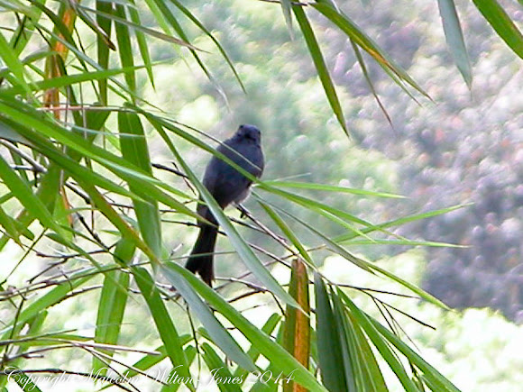 White-bellied Drongo | Project Noah