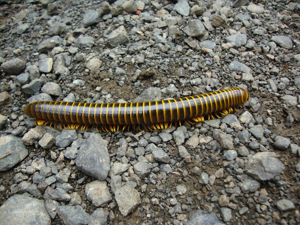 Spotting | Project Noah