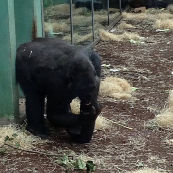 Western gorilla | Project Noah