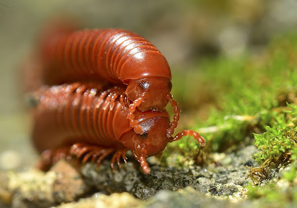 Rusty millipede | Project Noah