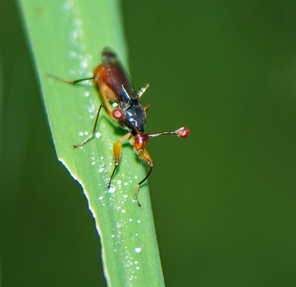 Stalk eyed fly | Project Noah