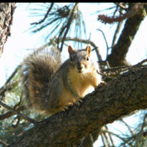 Fox Squirrel | Project Noah