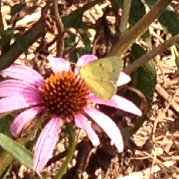 orange sulpher | Project Noah