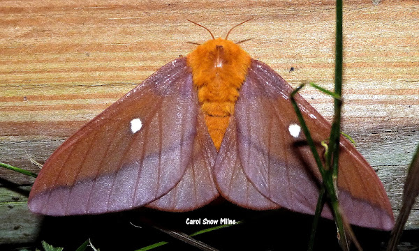 Pink-Striped Oakworm Moth | Project Noah