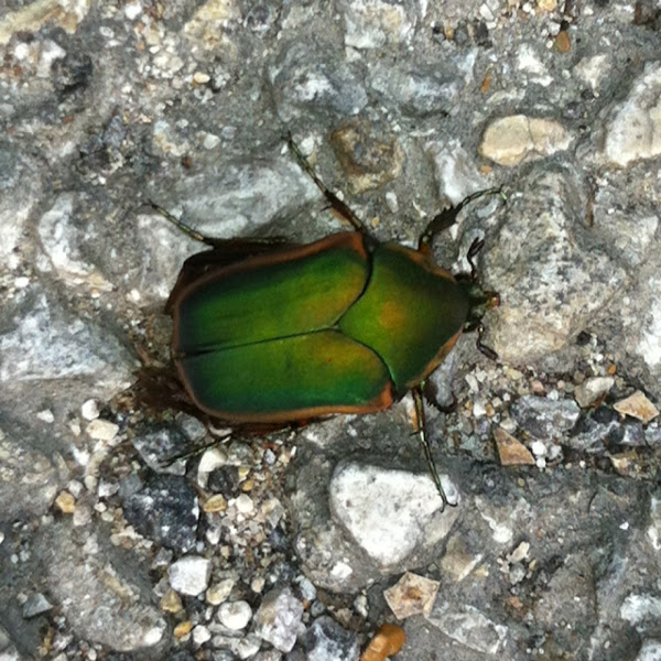 Fruit & Flower Chafers (scarab beetles) aka Green June Bug | Project Noah