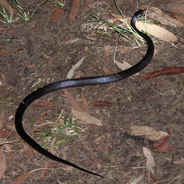 Small-eyed Snake | Project Noah