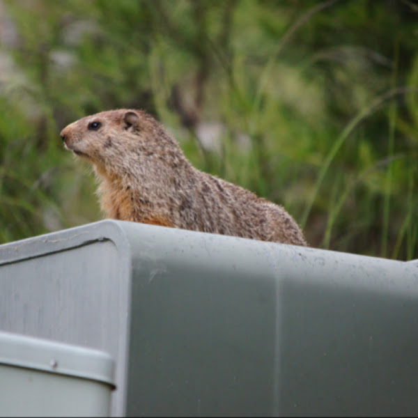 Groundhog | Project Noah