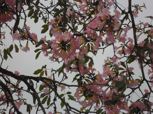 Ocobo | Project Noah