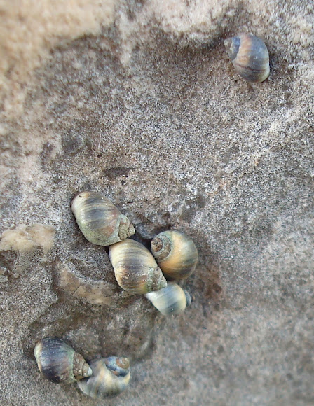 Small Periwinkle Snail | Project Noah