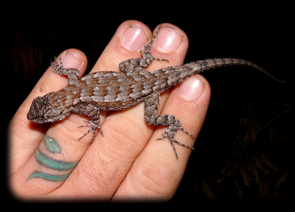 Spiny lizard | Project Noah
