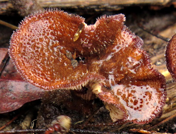 fungi | Project Noah