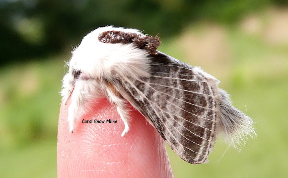 Large Tolype Moth | Project Noah