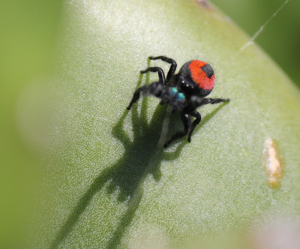Red-backed Jumping Spider | Project Noah