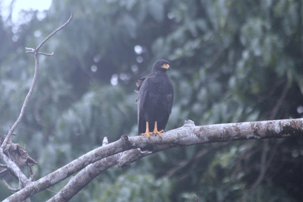 Common Black Hawk | Project Noah