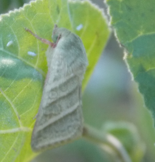 Tobacco Budworm Moth | Project Noah