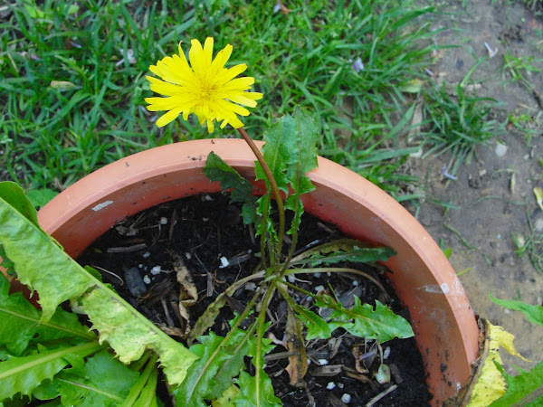 Purple-leaved Dandelion | Project Noah